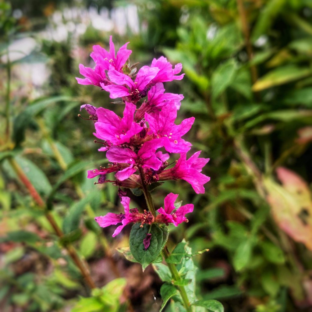 Fackelblomster - Gardenize