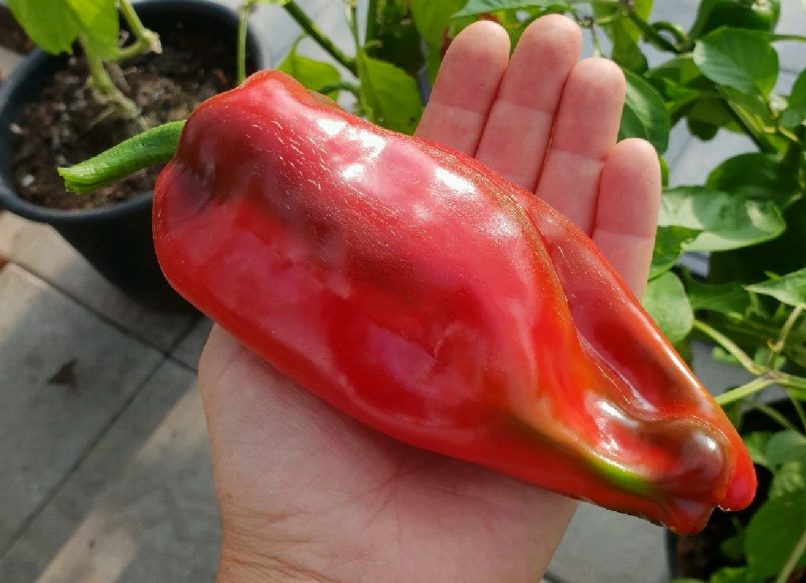 Spetspaprika 'Marconi Rosso' - Gardenize