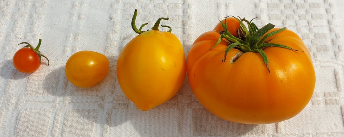 Grow your own yellow tomatoes, 4 varieties to grow and how to use them