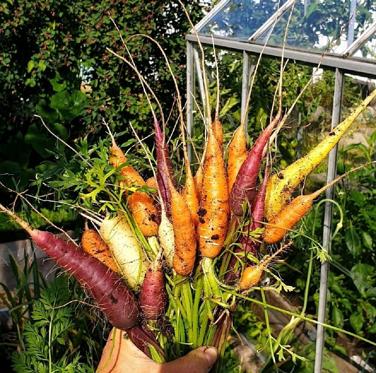 Gravad morot, saltbaka i ugn och grava i kylen i ett dygn