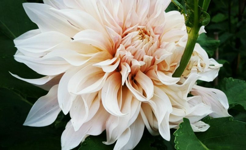 6 tips för plantering av dahlia - Gardenize
