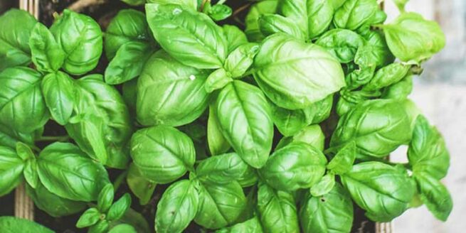 3 olika sätt att odla egen basilika - Gardenize