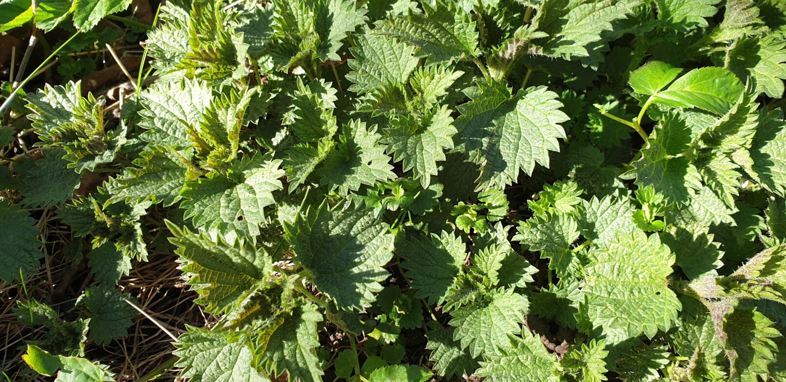 How to make your own free Organic Nettle Fertilizer - Gardenize