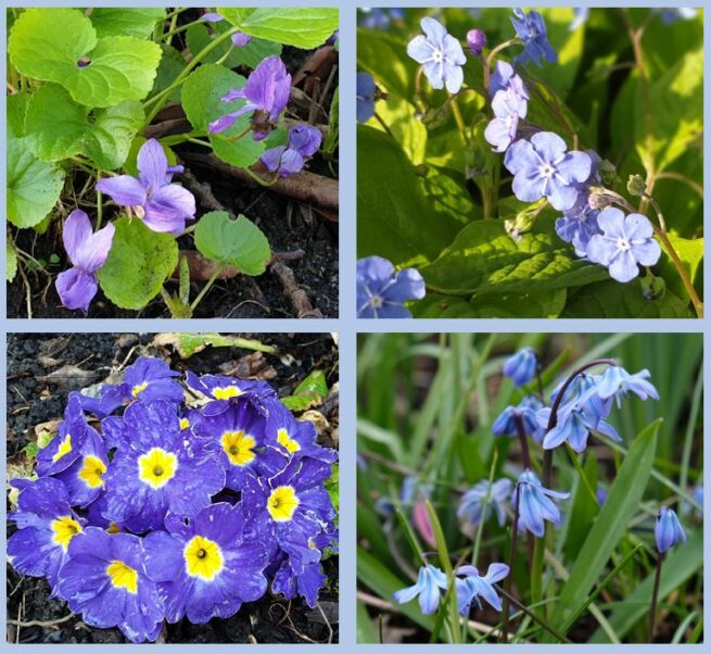 Blå vårblommor-arkiv - Gardenize