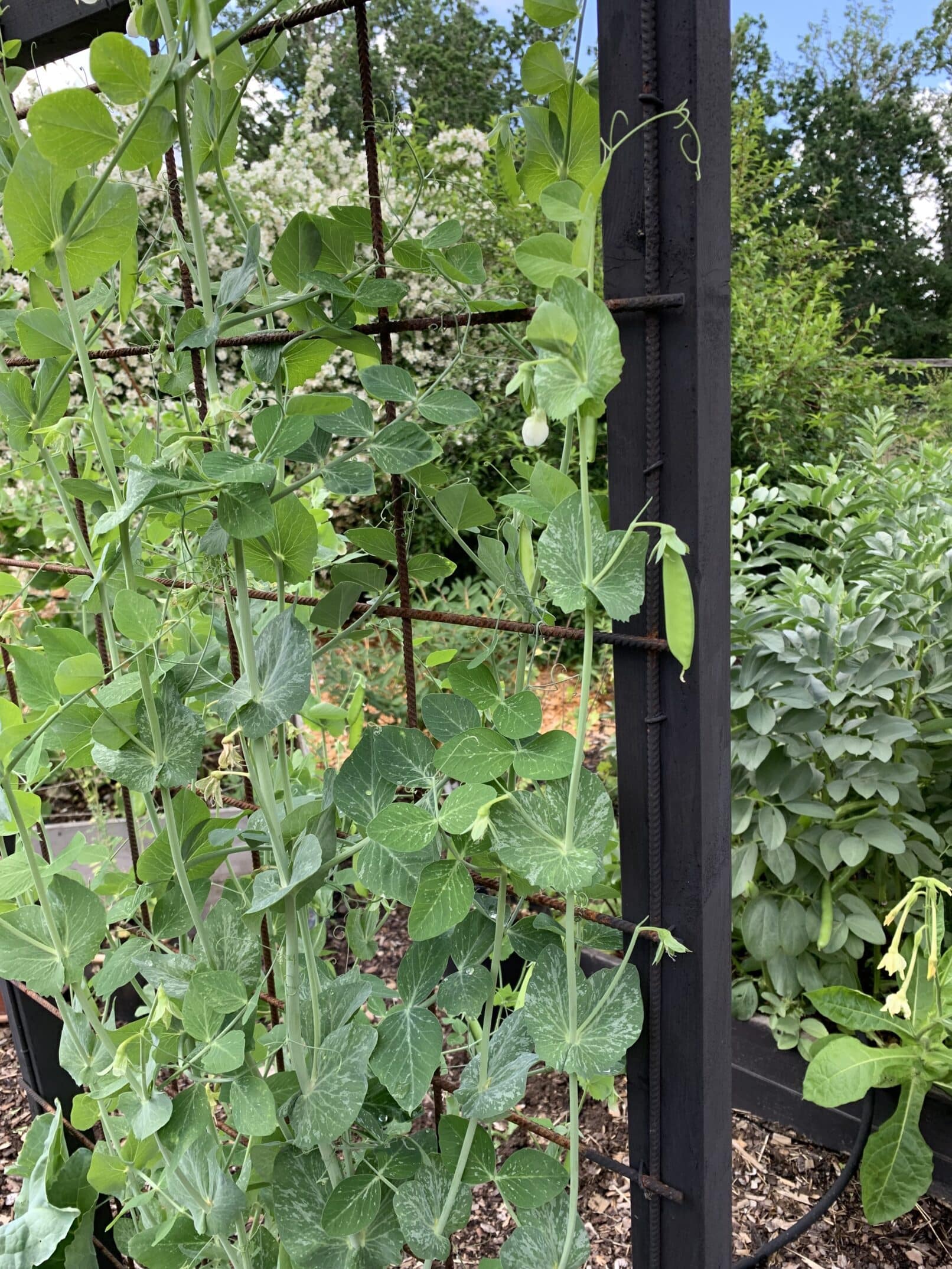 Så här bygger du din egen spaljé - Gardenize