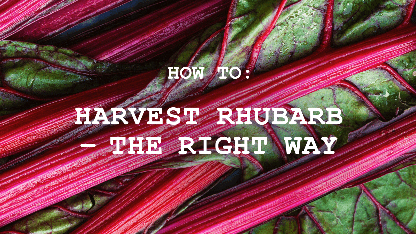 How-to-Harvest-Rhubarb - Gardenize