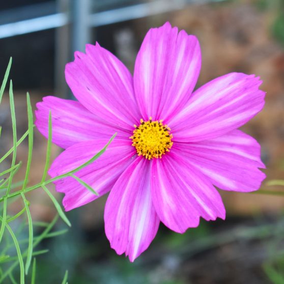 Odla blommor till snitt – vad är bra att tänka på? - Gardenize