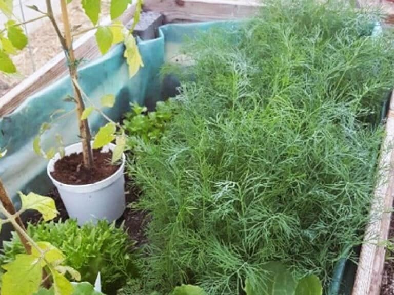 Odla dill - Gardenize