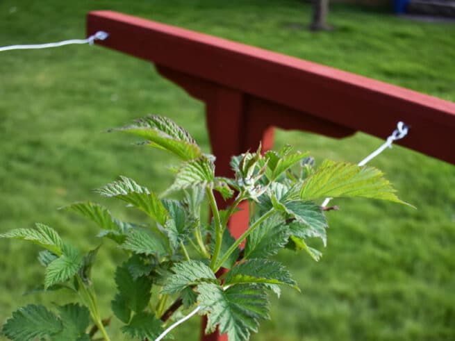 Bygg enkla hallonstöd - DIY