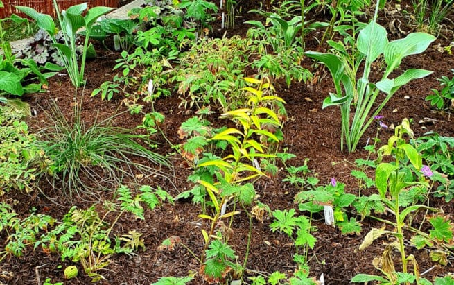 How to use mulch in your garden - Gardenize