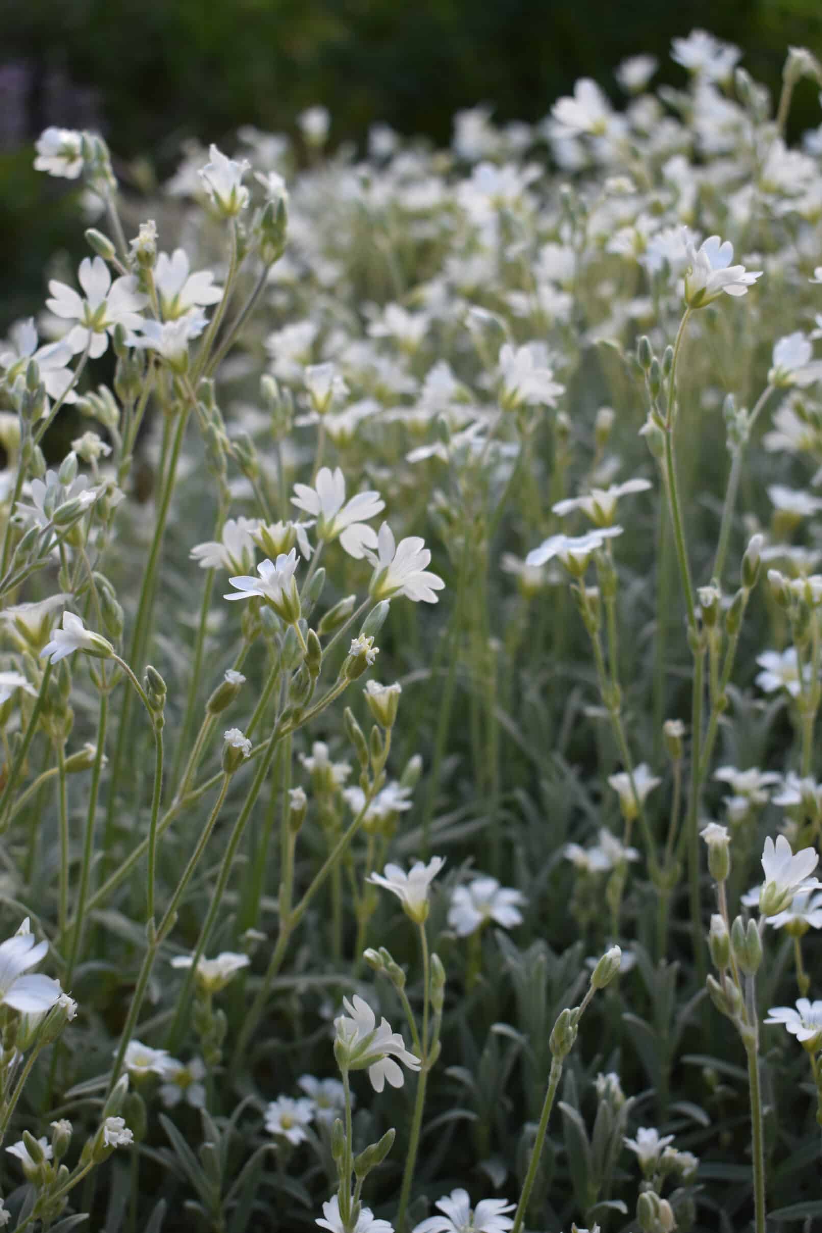 Plantera i Slänt: Tips för en Vacker och Lättskött Trädgård