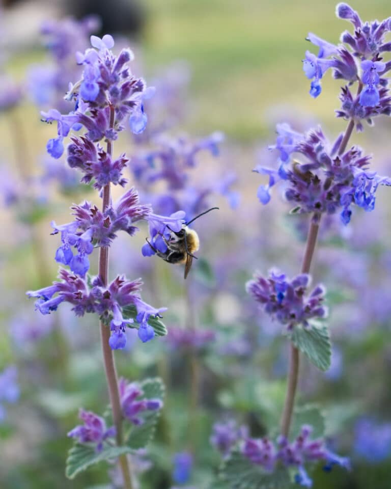 Topp 10 perenner för soliga lägen - Gardenize